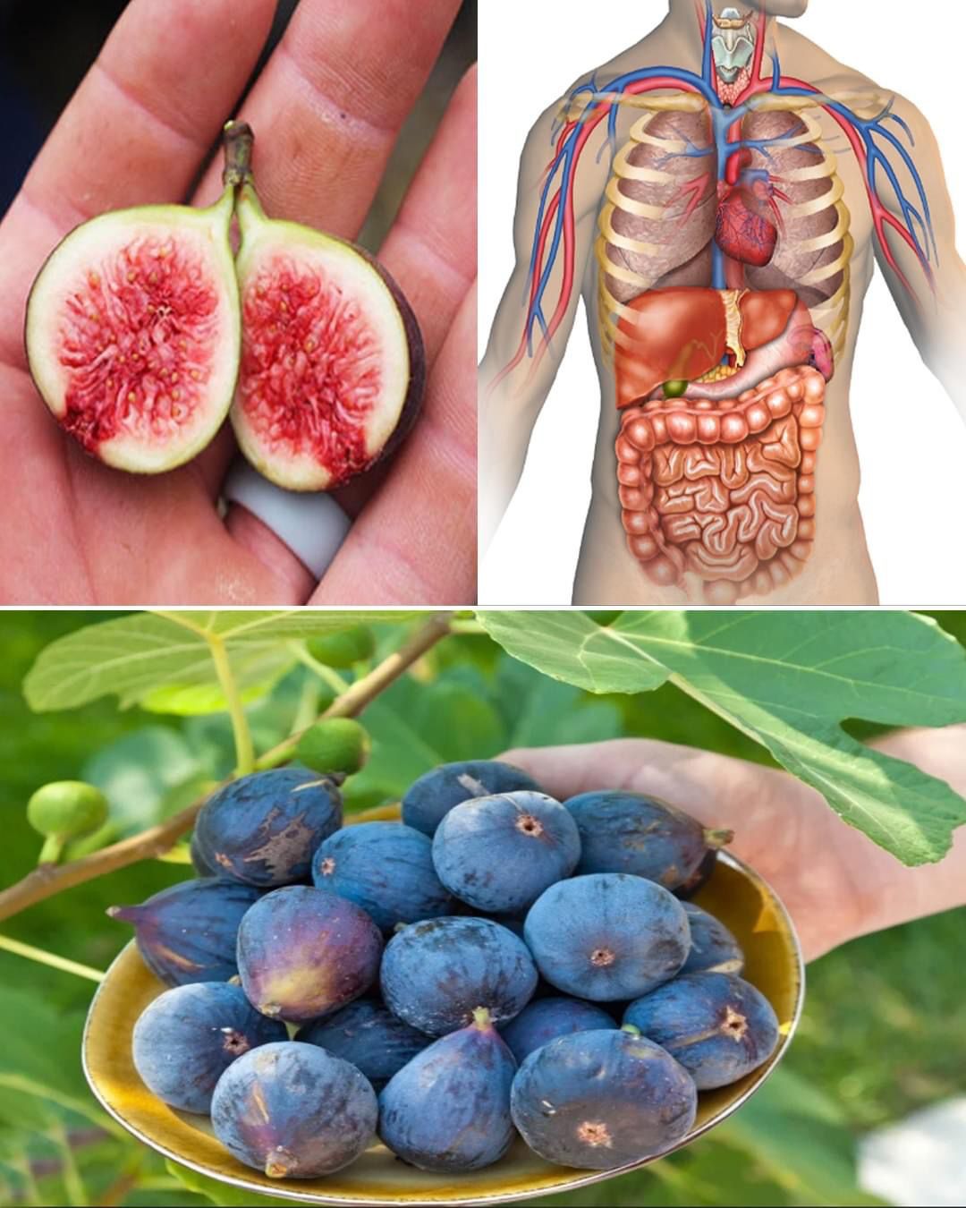 los higos son una fruta maravillosa rica en nutrientes aqui te contamos ...