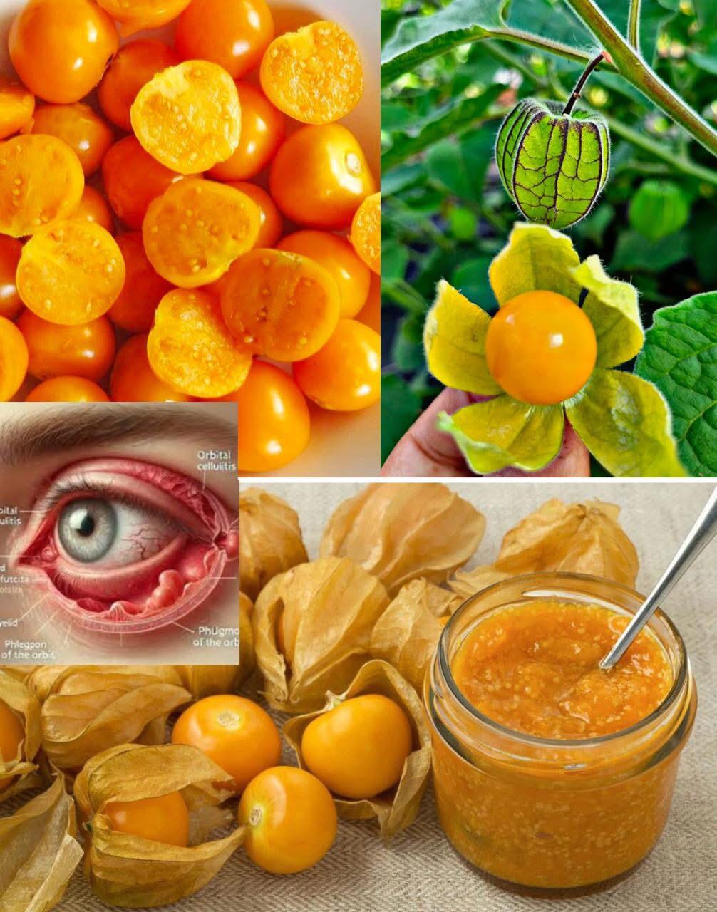 Los extraordinarios beneficios y usos de la Physalis peruviana (uchuva ...