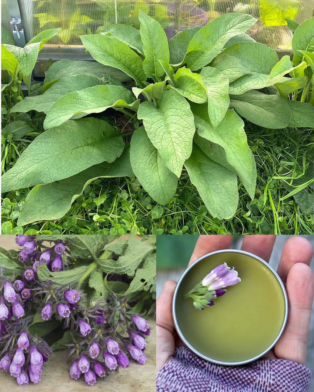 Propiedades de Suelda Consuelda o Tradescantia zebrina | Hermosa Planta ...