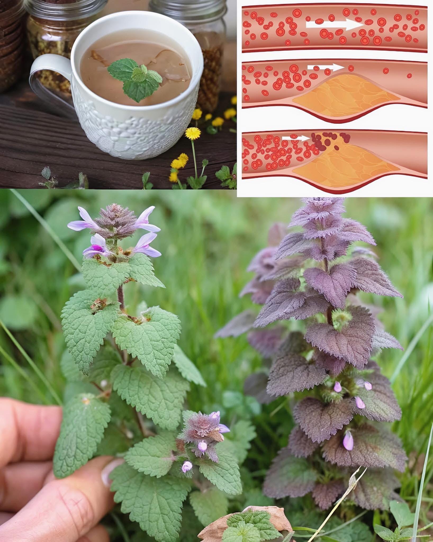 beneficios de la ortiga morada y su uso correcto - Nutricion Vitae