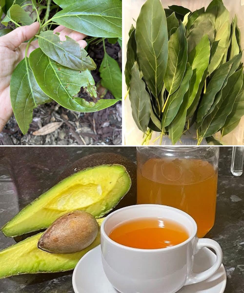 potente infusion de hojas de mango - Nutricion Vitae